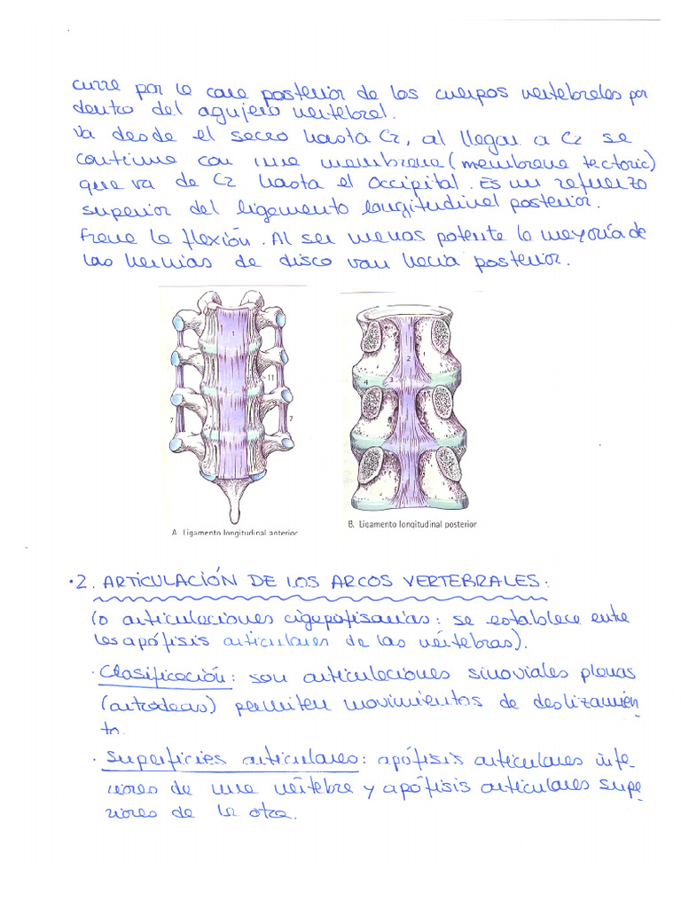 Anatomia 12 | PDF