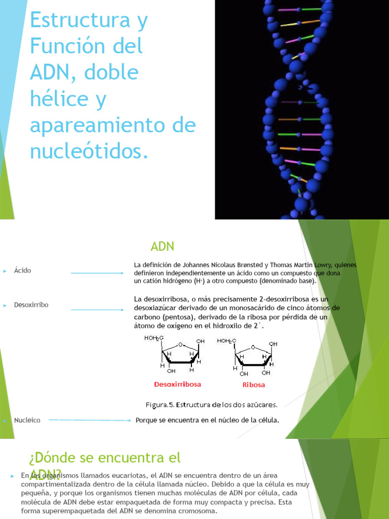Estructura y Funcion Del ADN | PDF | Adn | Nucleótidos