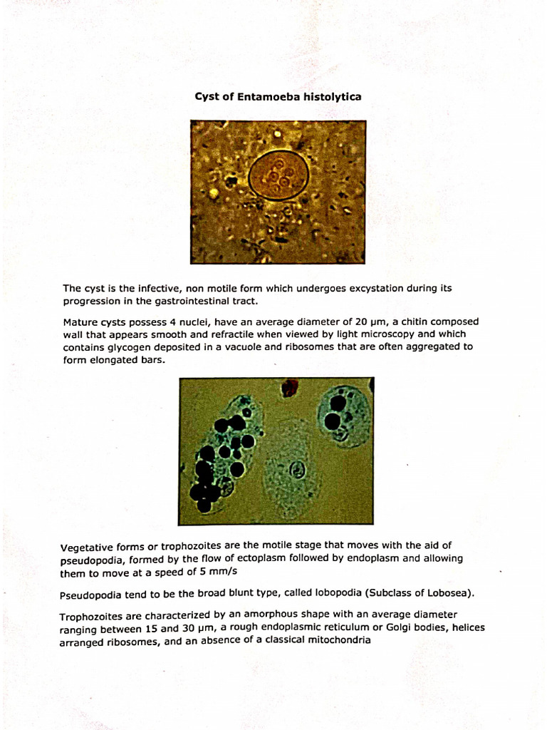 Lab Diagnosis of Dysentry | PDF