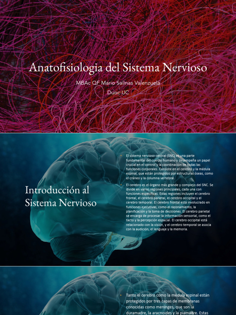 Anatofisiologia Del Sistema Nervioso | PDF | Sinapsis | Sinapsis química
