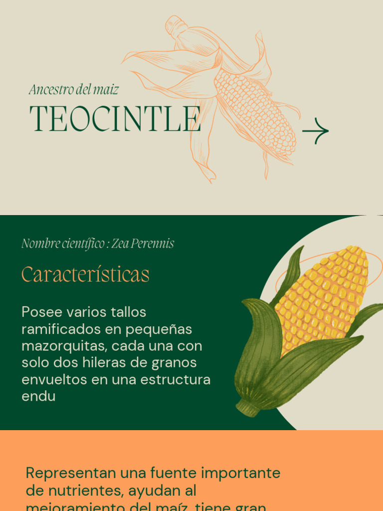 Presentación Sobre El Teocintle | PDF