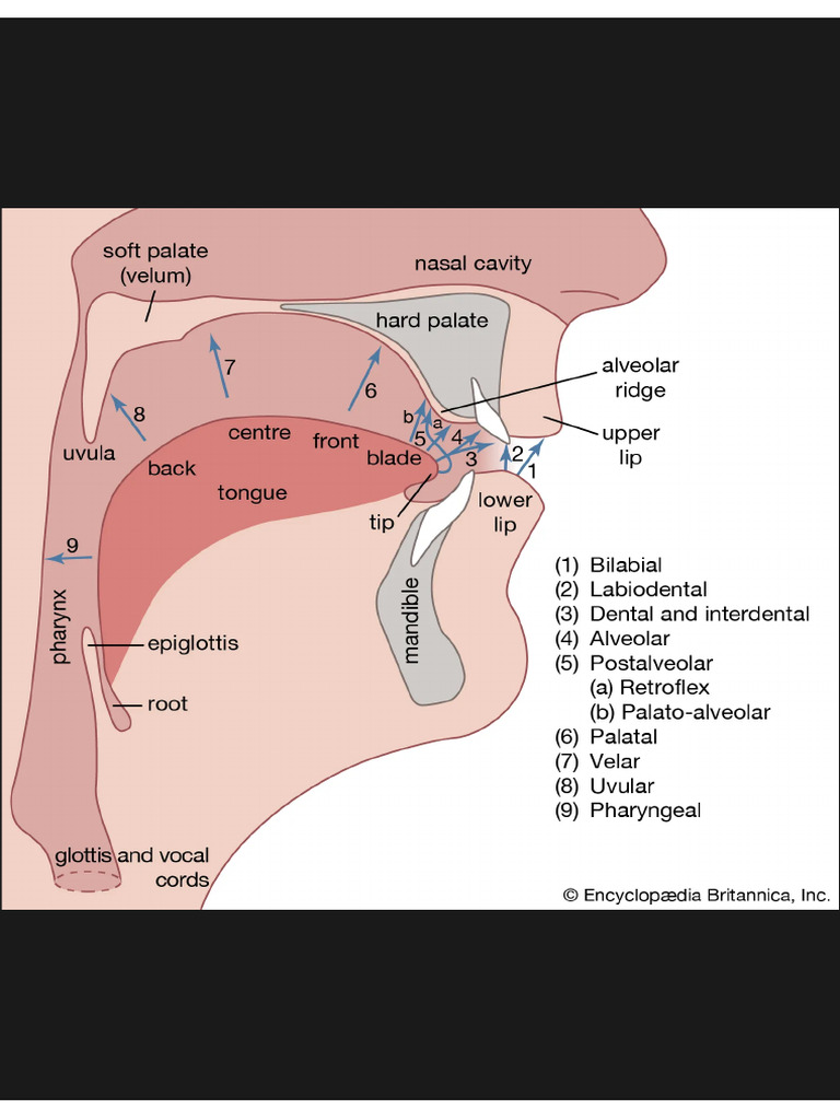Phonetics - Phonology, Rules, Speech _ Britannica | PDF