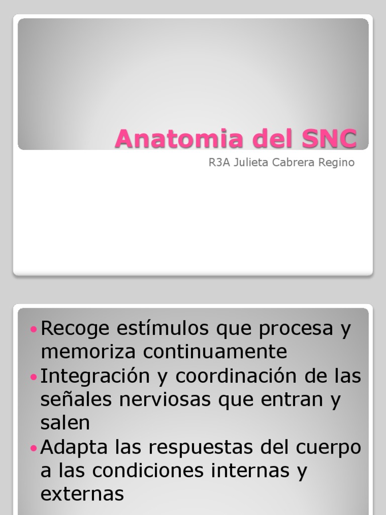 Anatomia Del SNC | PDF | Cerebelo | Médula espinal