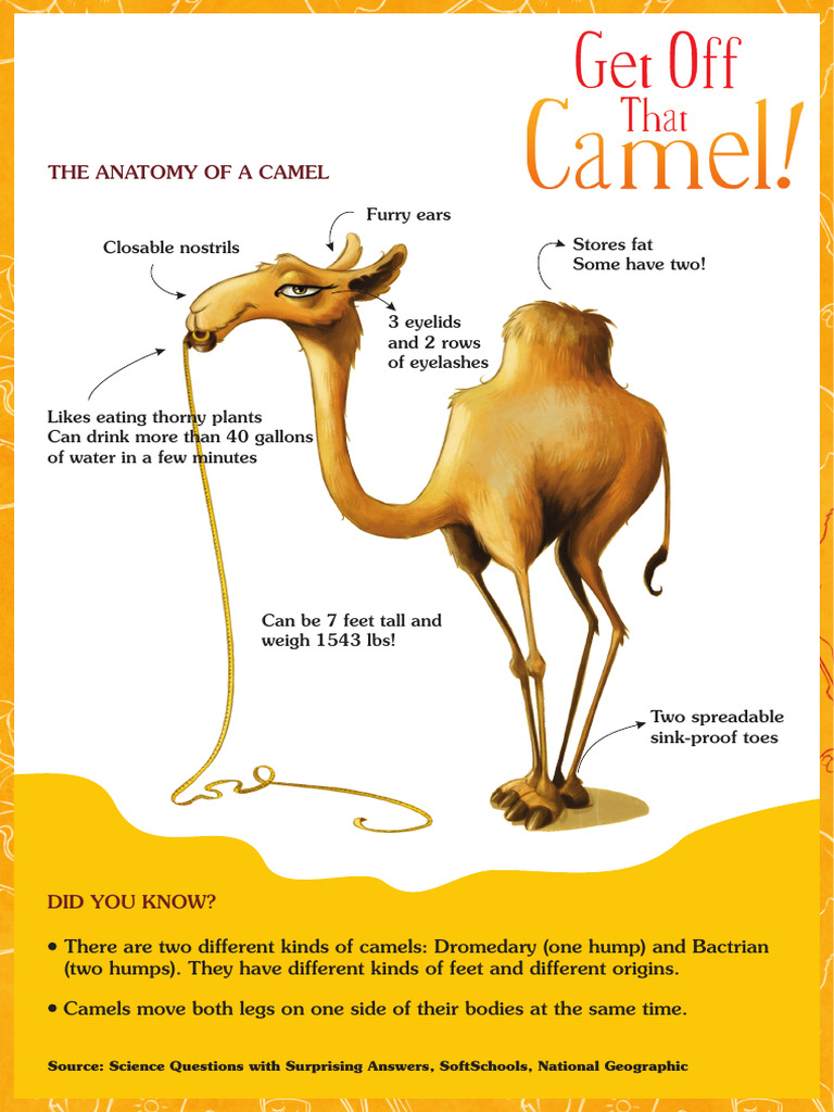 Camel Info Sheet | PDF