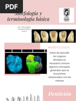 Cíngulo Dental: Revisión y Funciones | PDF | Boca | Odontología