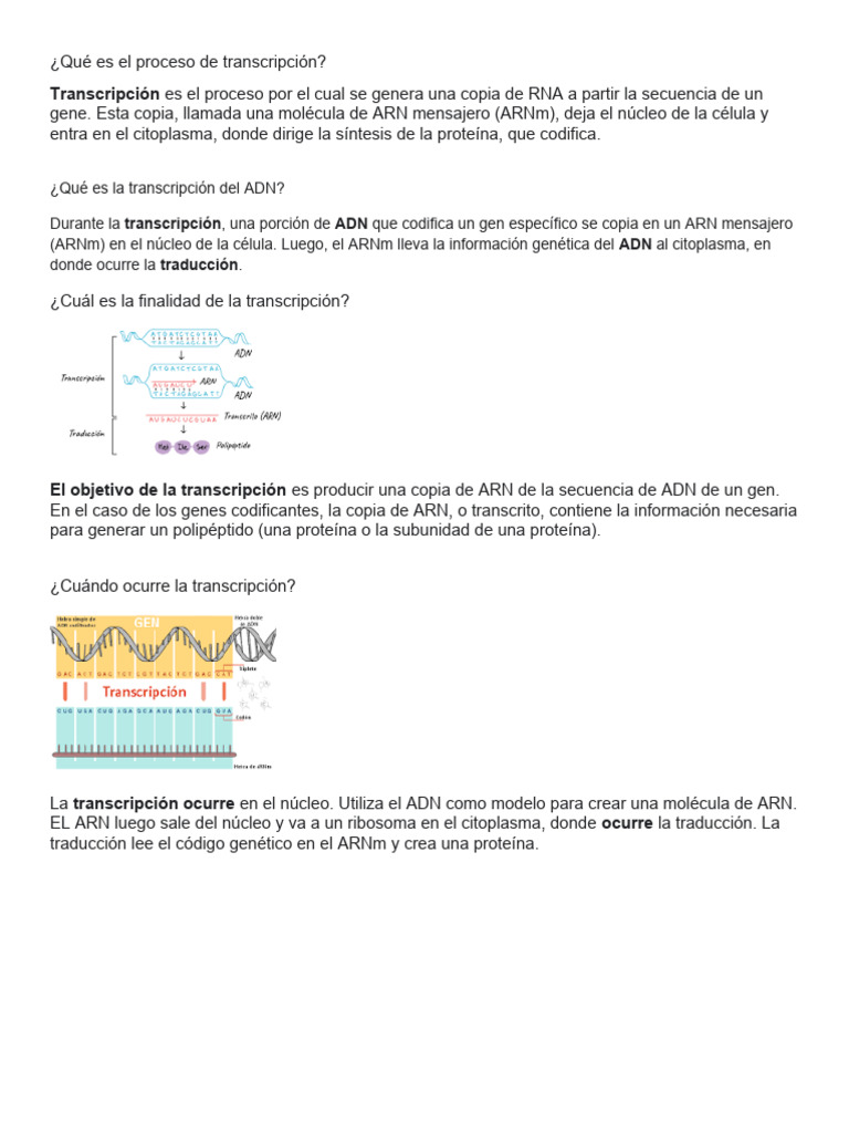 Qué Es El Proceso de Transcripción | PDF | Ciencia y matemáticas