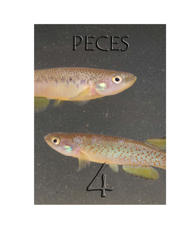 Peces | PDF
