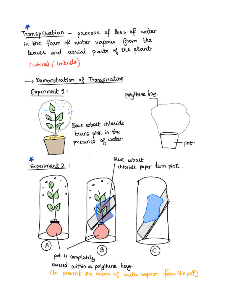 X Icse Transpiration | PDF | Stoma | Leaf