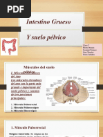 Irrigación e Inervación del Colon | PDF | Intestino grueso | Recto