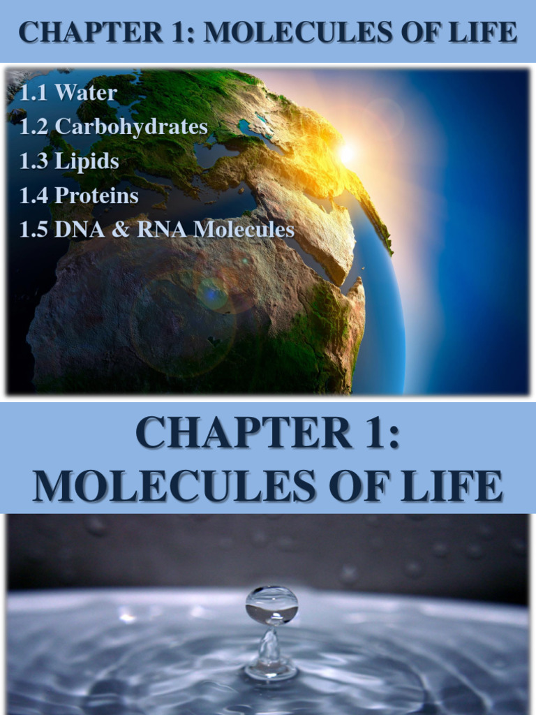 Chapter 1 MOLECULES OF LIFE (new) | PDF | Nucleotides | Carbohydrates
