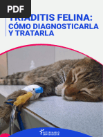 Triaditis felina: diagnóstico y tratamiento | PDF | Inflamación | Páncreas