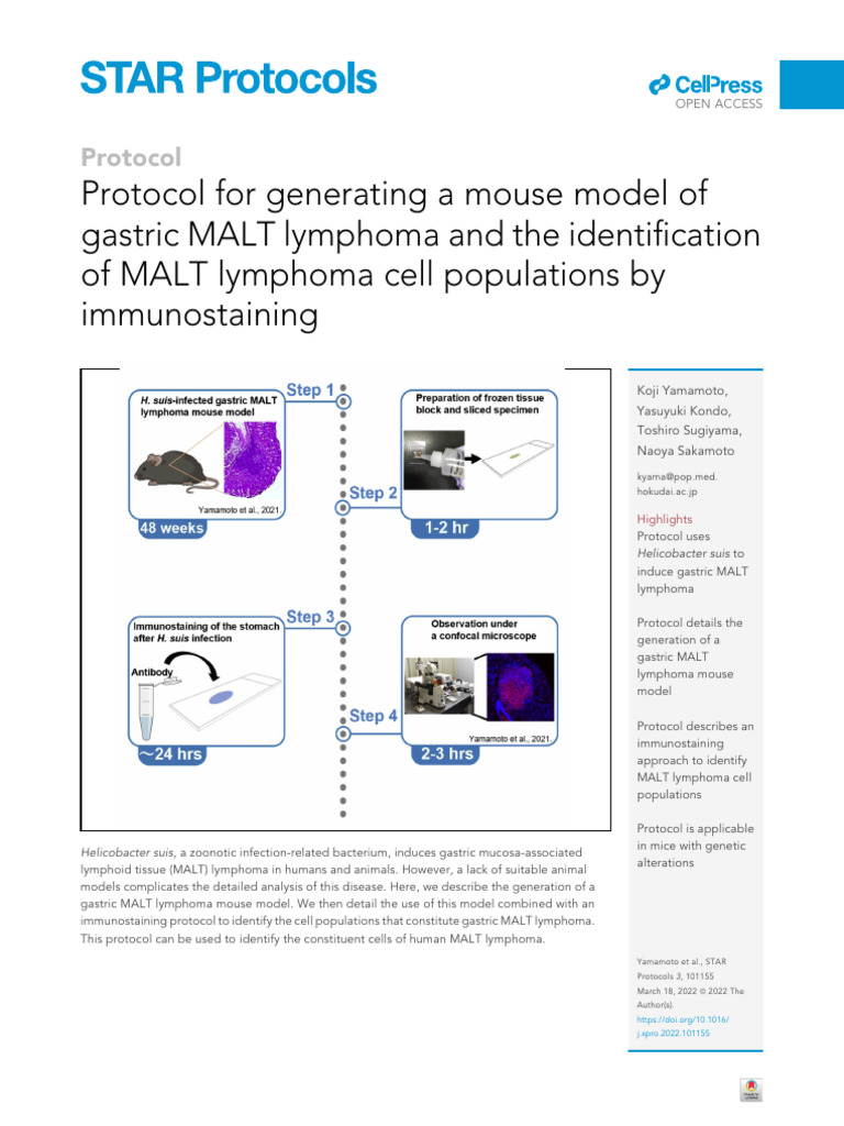 Protocol for generating a mouse model of gastric MALT lymphoma and the identification of MALT ...