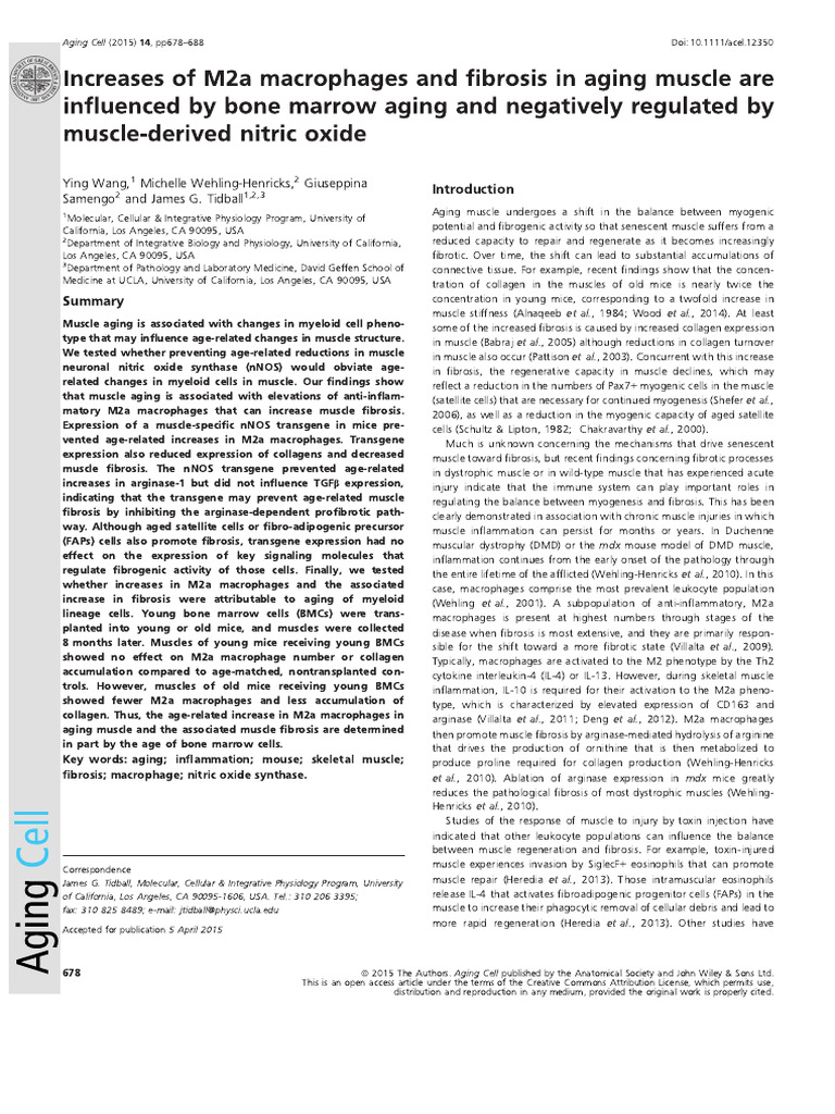 Increases of M2a Macrophages and Fibrosis in Aging Muscle Are Influenced by Bone Marrow Aging ...