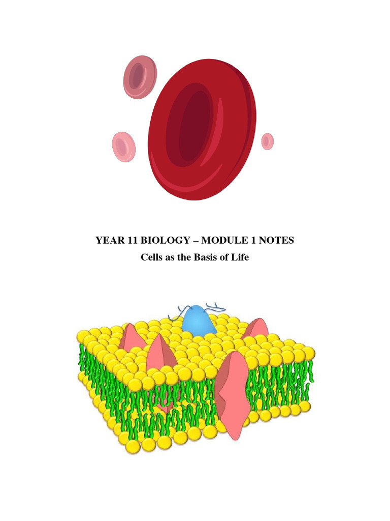Year 11 Bio Notes Full | PDF | Cell Membrane | Microscope