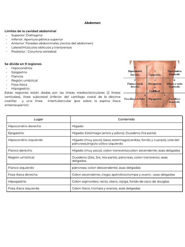 Abdomen | PDF | Intestino grueso | Abdomen