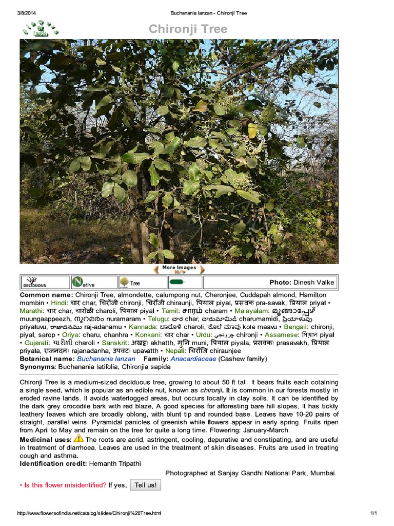 Buchanania Lanzan - Chironji Tree | PDF