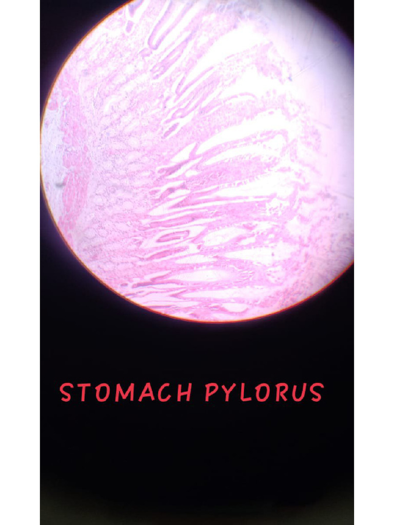 Systemic Histology Slides-1 | PDF