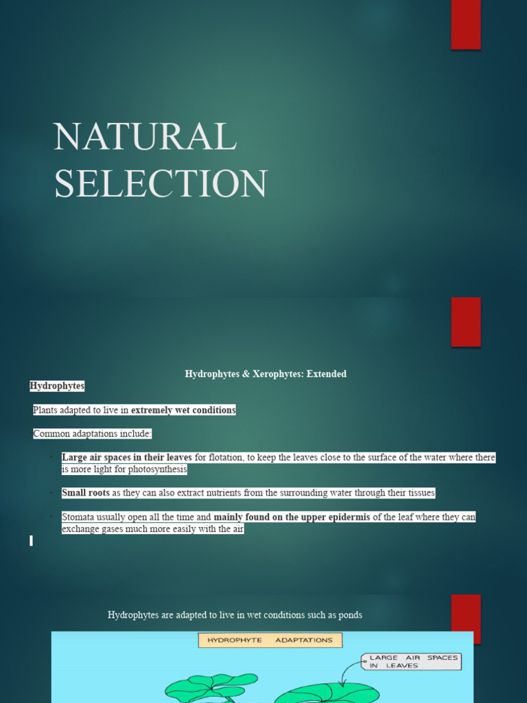 Natural Selection - Igcse | PDF | Leaf | Natural Selection