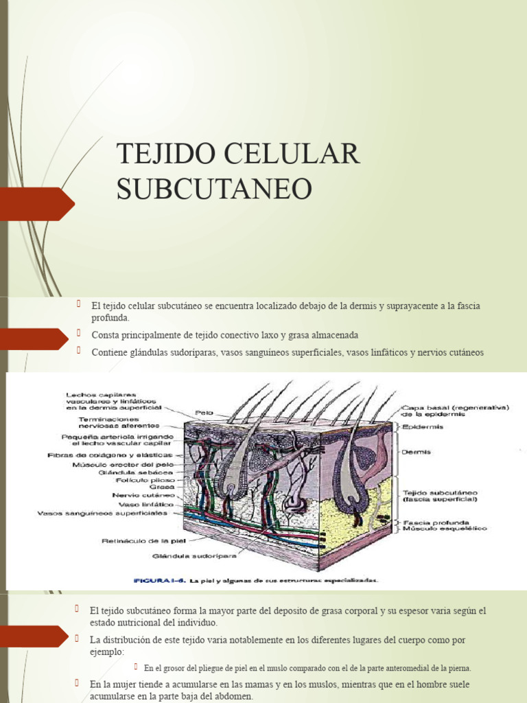 Tejido Celular Subcutaneo | PDF