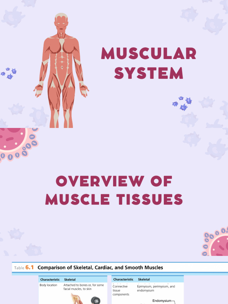 Muscular System | PDF | Skeletal Muscle | Muscle Contraction