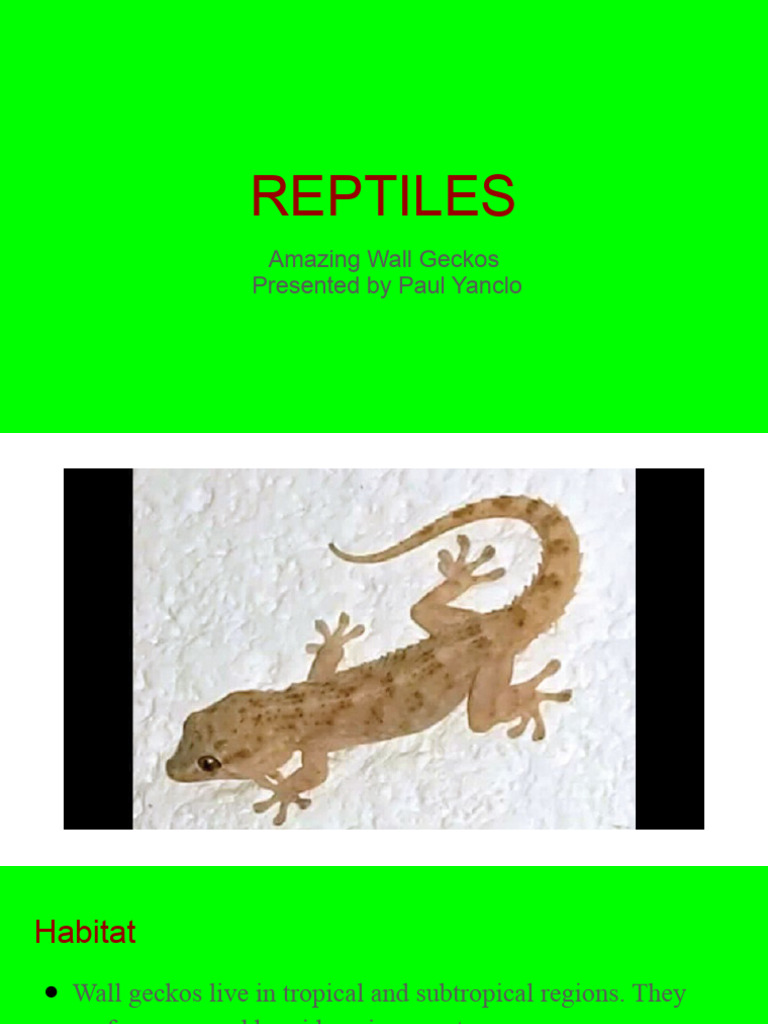 Gecko | PDF