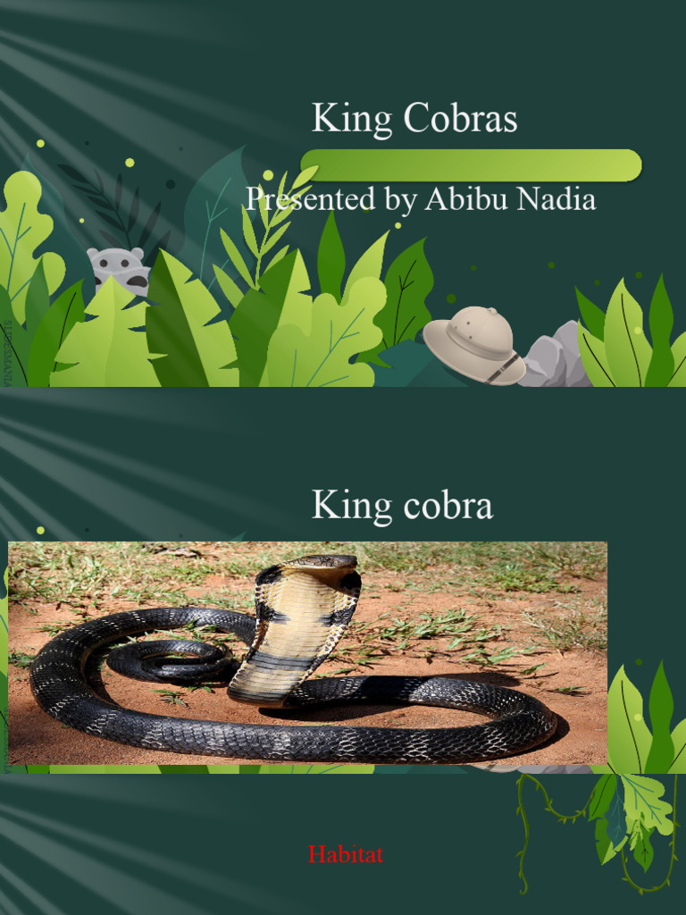 Cobra | PDF | Snake | Predation