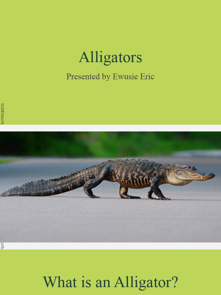 Alligators | PDF | Predation | Zoology
