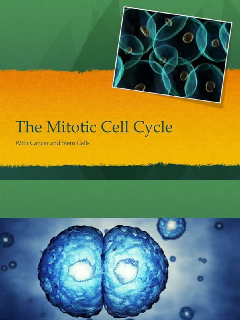 Mitotic Cycle - As Level | PDF