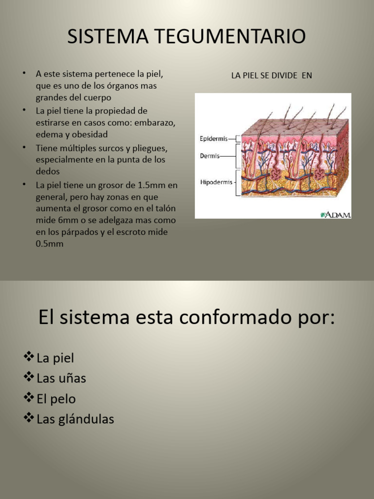 Sistema Tegumentario | PDF | Piel | Sistema tegumentario