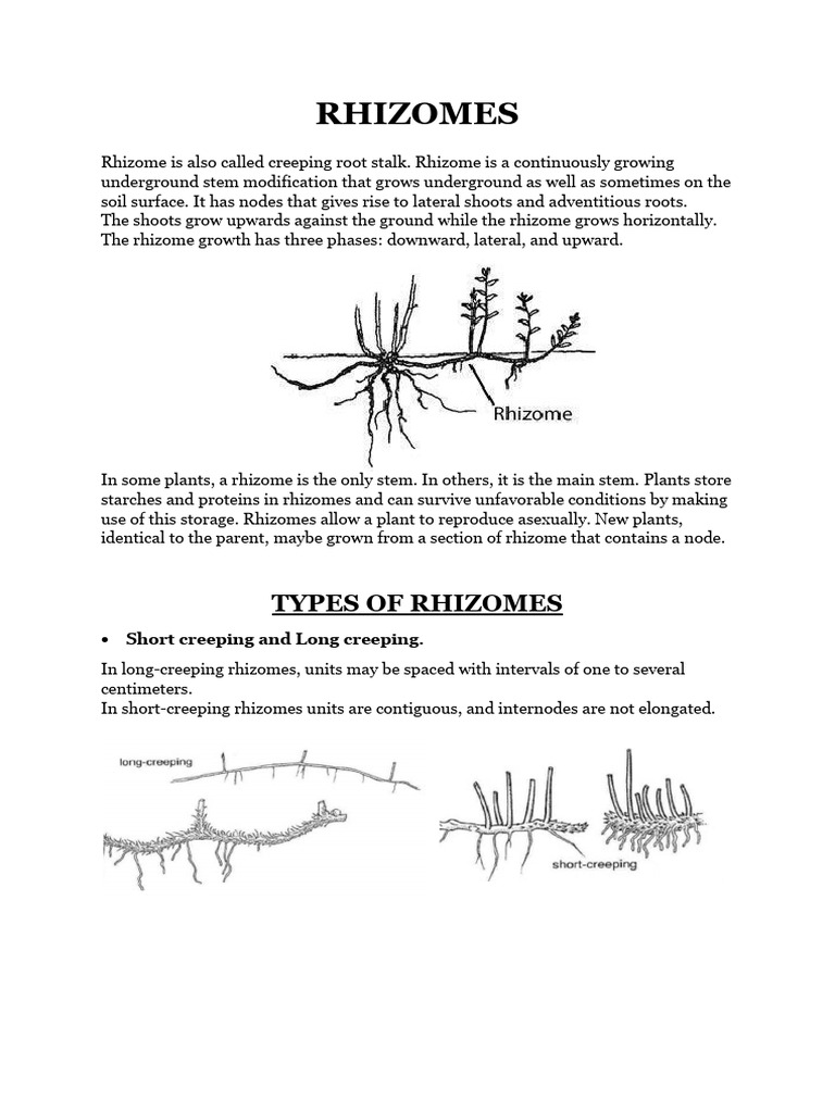 RHIZOMES | PDF | Plant Stem | Root
