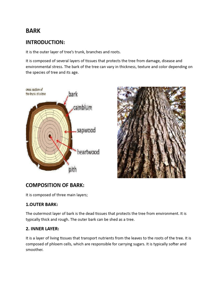 BARK | PDF | Trees | Tissue (Biology)