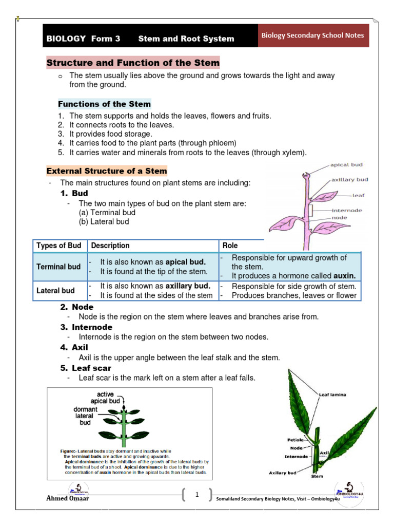 Stem and Root Systems in Plants | PDF | Plant Stem | Tissue (Biology)