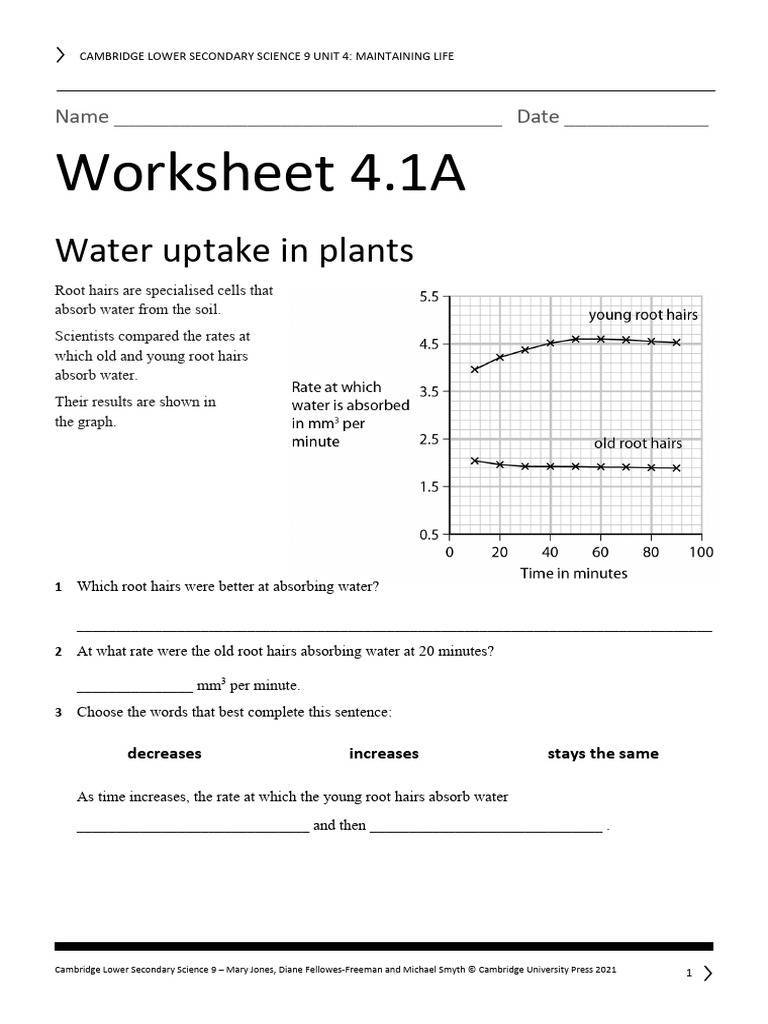 S9 Unit 4 Worksheets | PDF | Stoma | Root