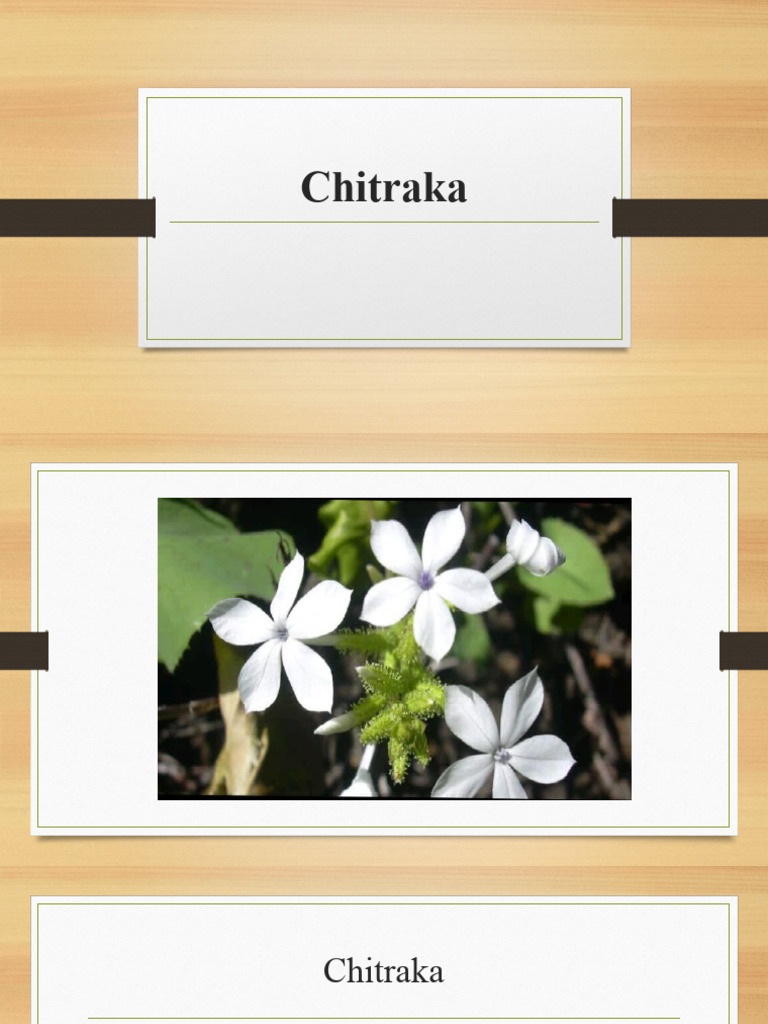 Chitraka: Benefits and Uses in Ayurveda | PDF