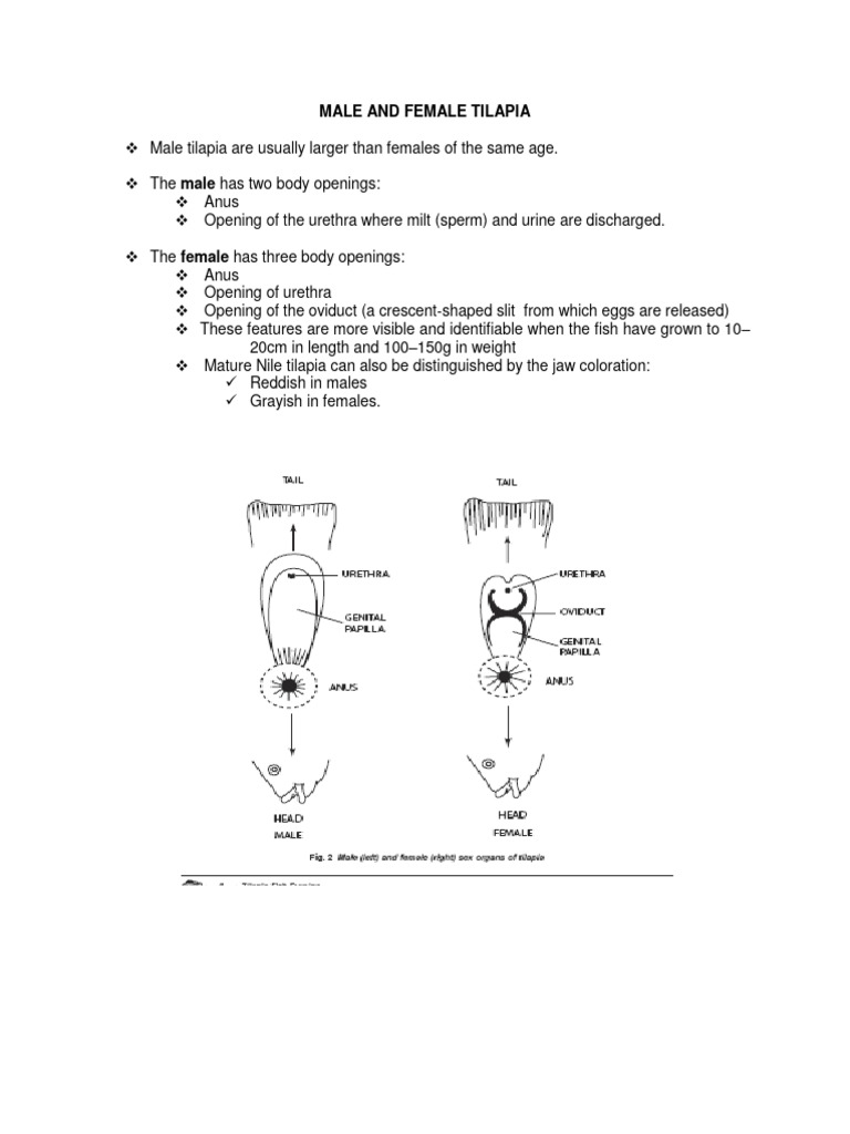 Male and Female Tilapia | PDF | Spawn (Biology)