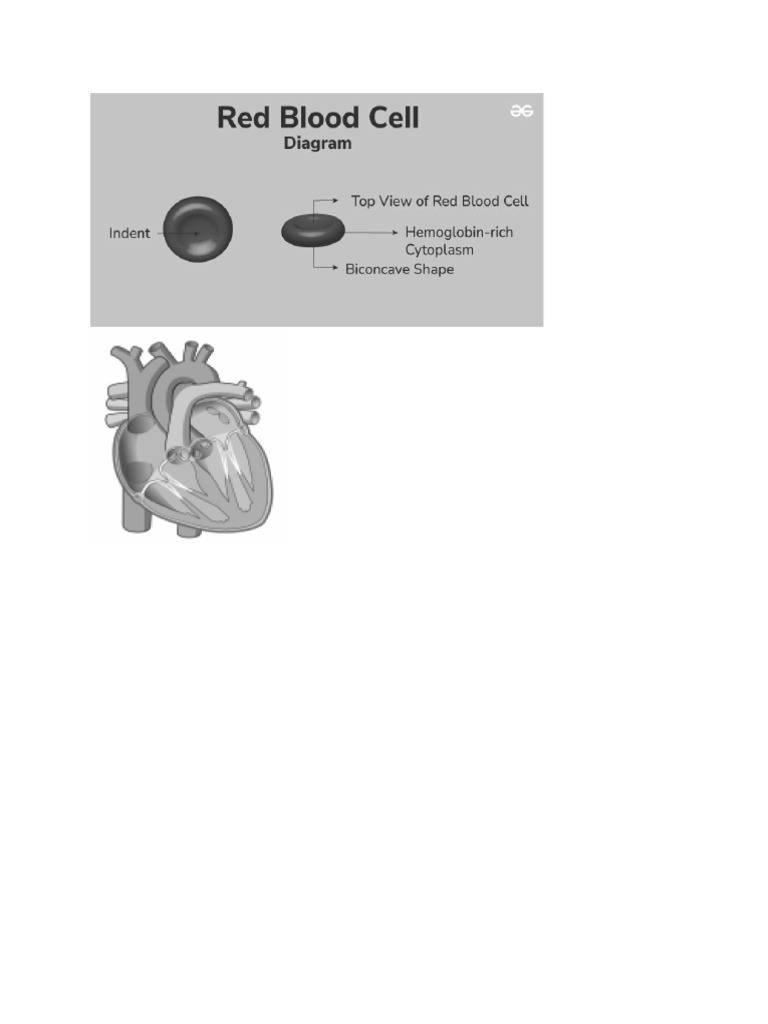 Scientific diagram of heart and red blood cell | PDF