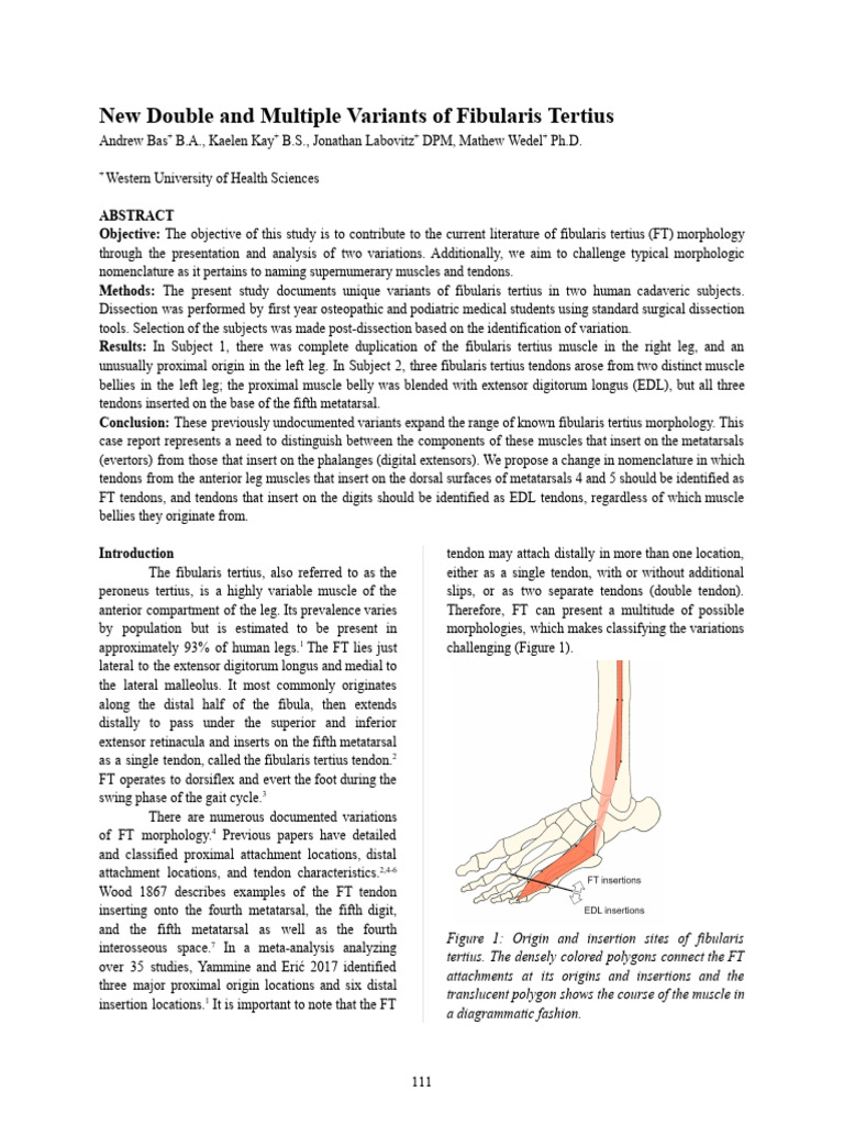 Bas Et Al 2024 Double and Multiple Peroneus Tertius | PDF | Human Leg | Musculoskeletal System