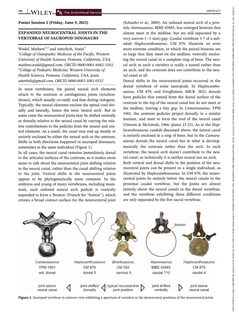 Wedel and Atterholt 2023 Expanded Neurocentral Joints in Sauropods ...