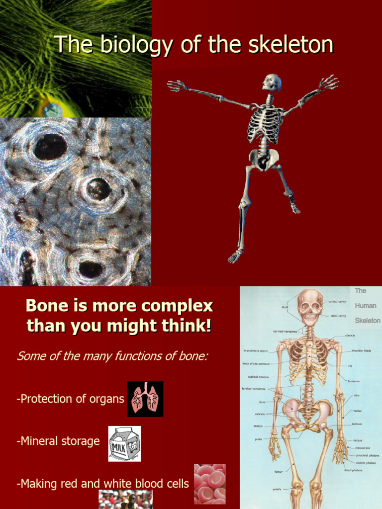 Trish | PDF | Bone | Osteoblast