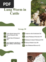The Respiratory System of Cattle | PDF | Lung | Respiratory Tract