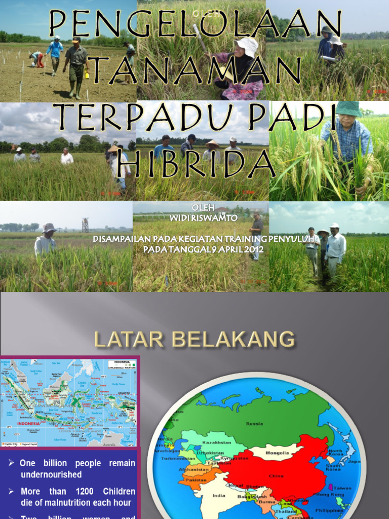 Budidaya Padi Model PTT | PDF