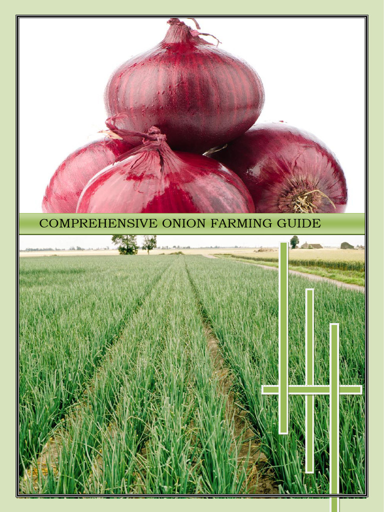 Onion Farming: Varieties and Yields | PDF | Onion | Mulch