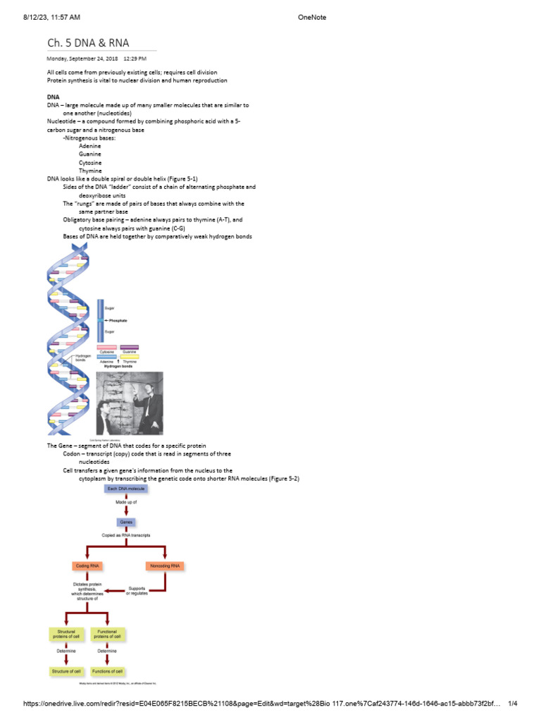 Ch. 5 DNA & RNA | PDF | Rna | Translation (Biology)