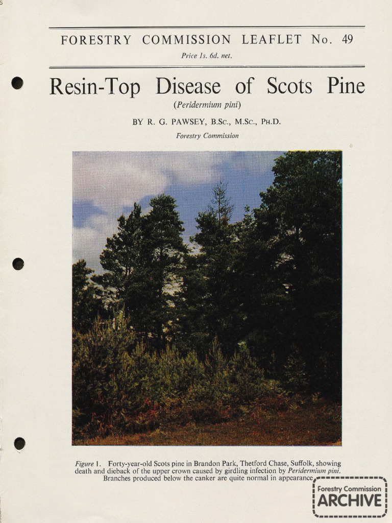 Resin-Top Disease Scots Pine - Peridermium Pini | PDF | Plants | Mycology