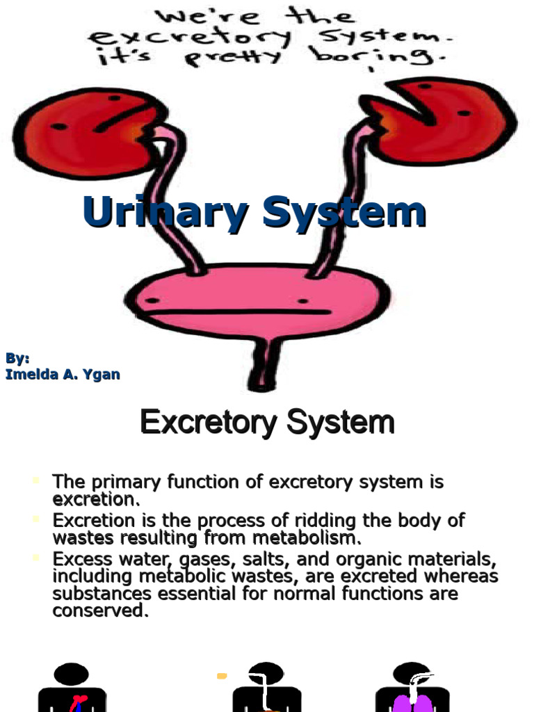 Chapter 10 Urinary System | PDF | Urinary System | Kidney