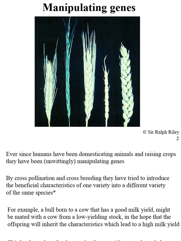 Manipulating Genes | PDF | Stem Cell | Embryo