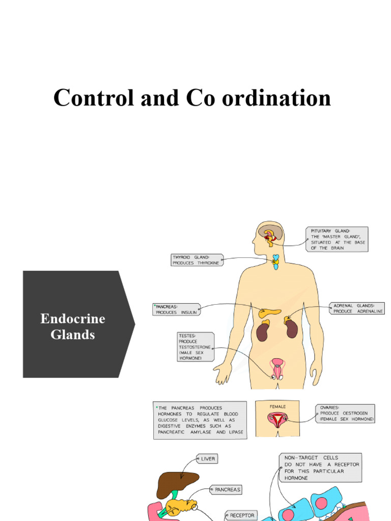 Chap 15 - Control and Coordi Deepti | PDF | Action Potential | Chemical Synapse