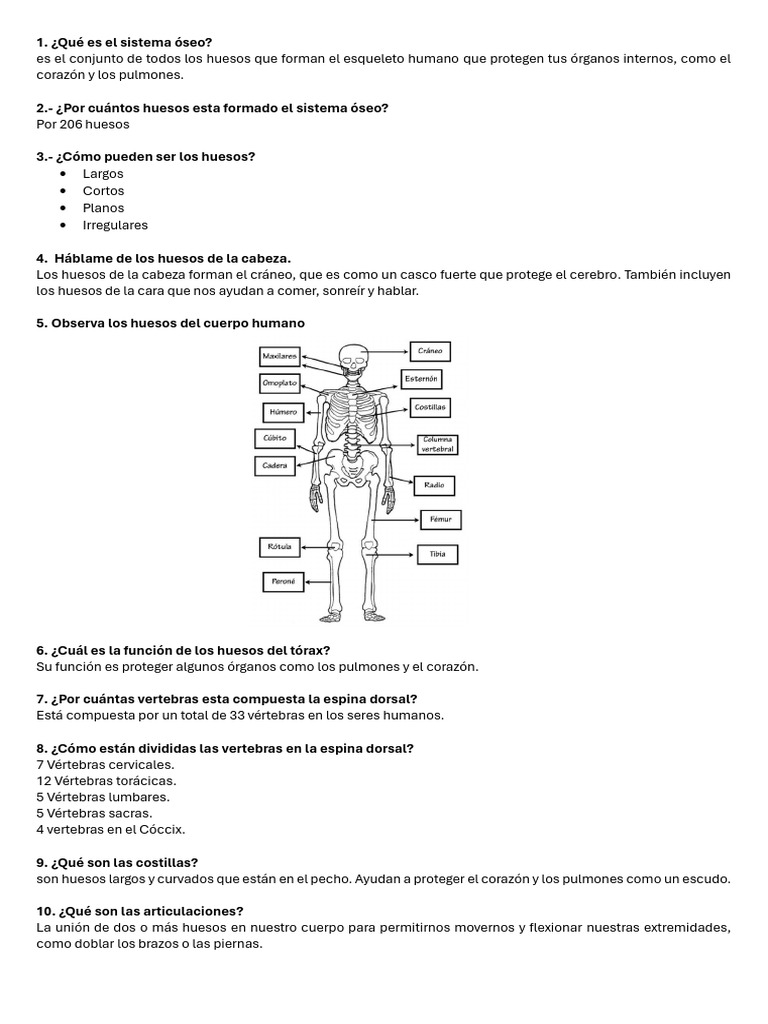 Ciencias Sebas | PDF | Vértebra | Digestión