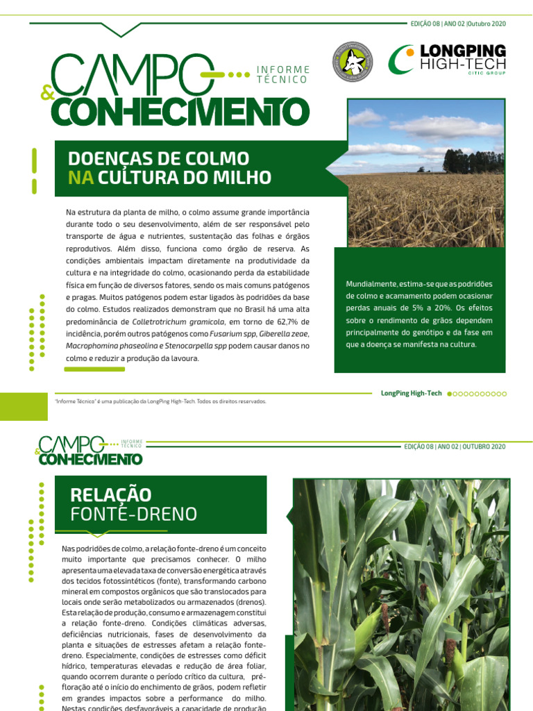 InformeTecnicoLPHT_Ed.08 - C&C - Doencas de Colmo Na Cultura Do Milho | PDF | Agricultura | Milho