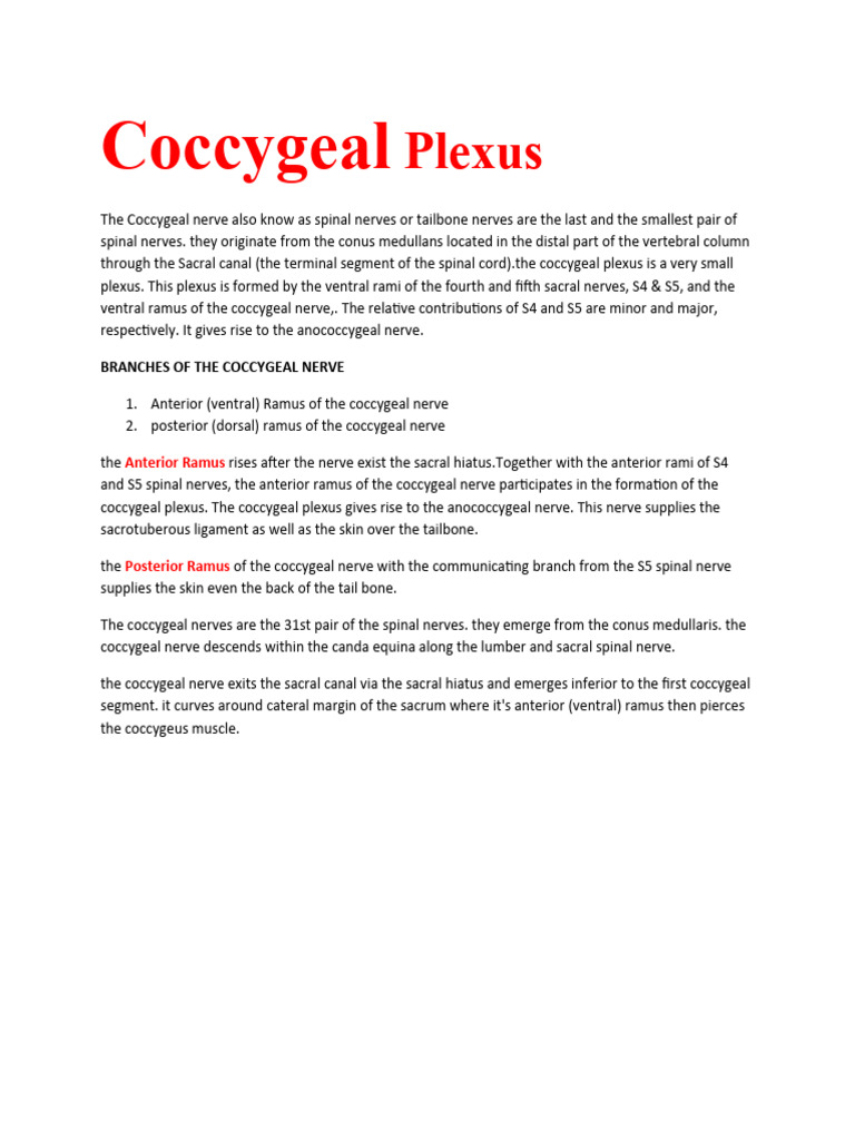 Coccygeal Nerve | PDF | Social Science | Religion & Spirituality
